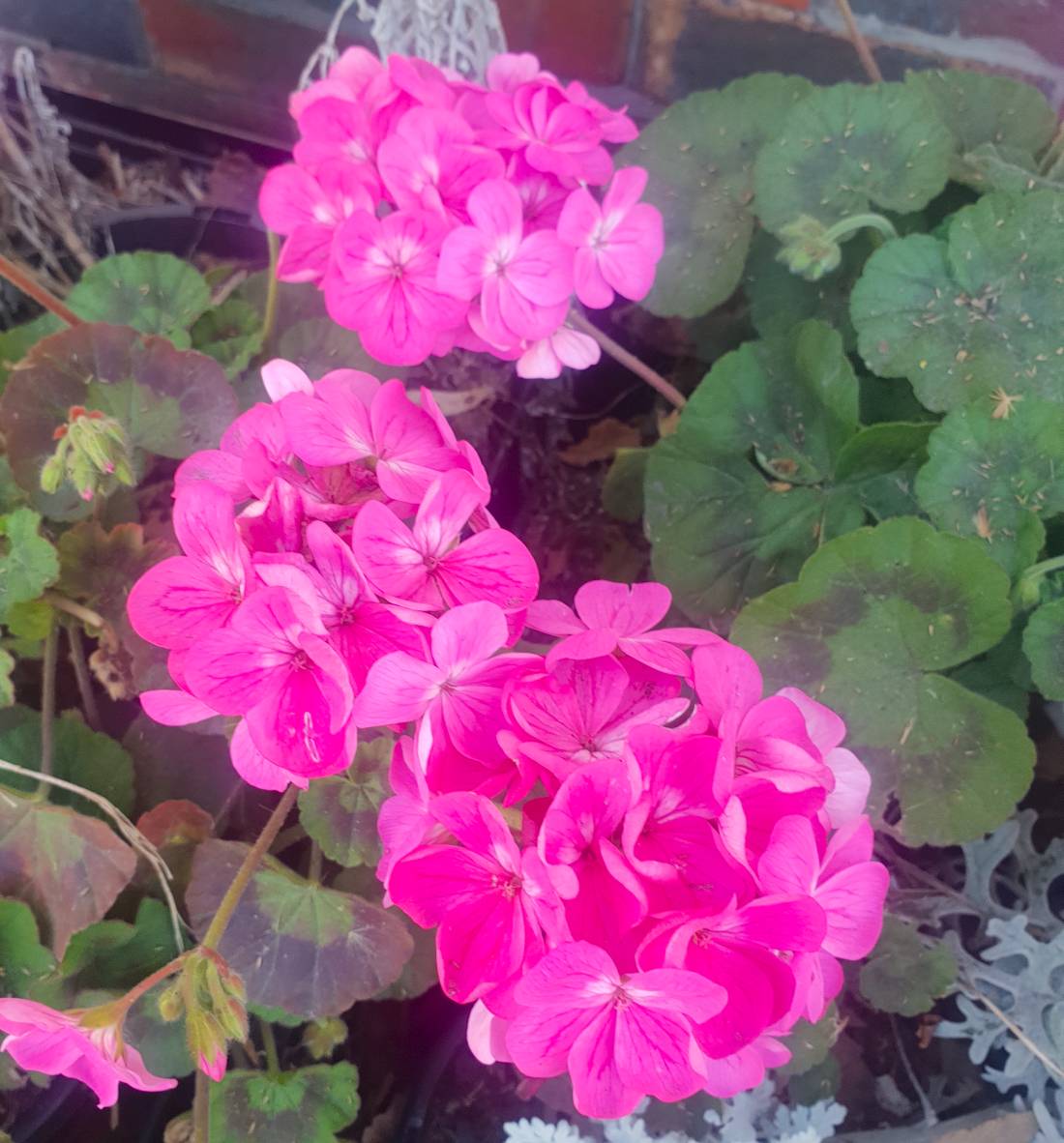Geraniums: Growing the plant that never dies – Matt's Plants & Co ...