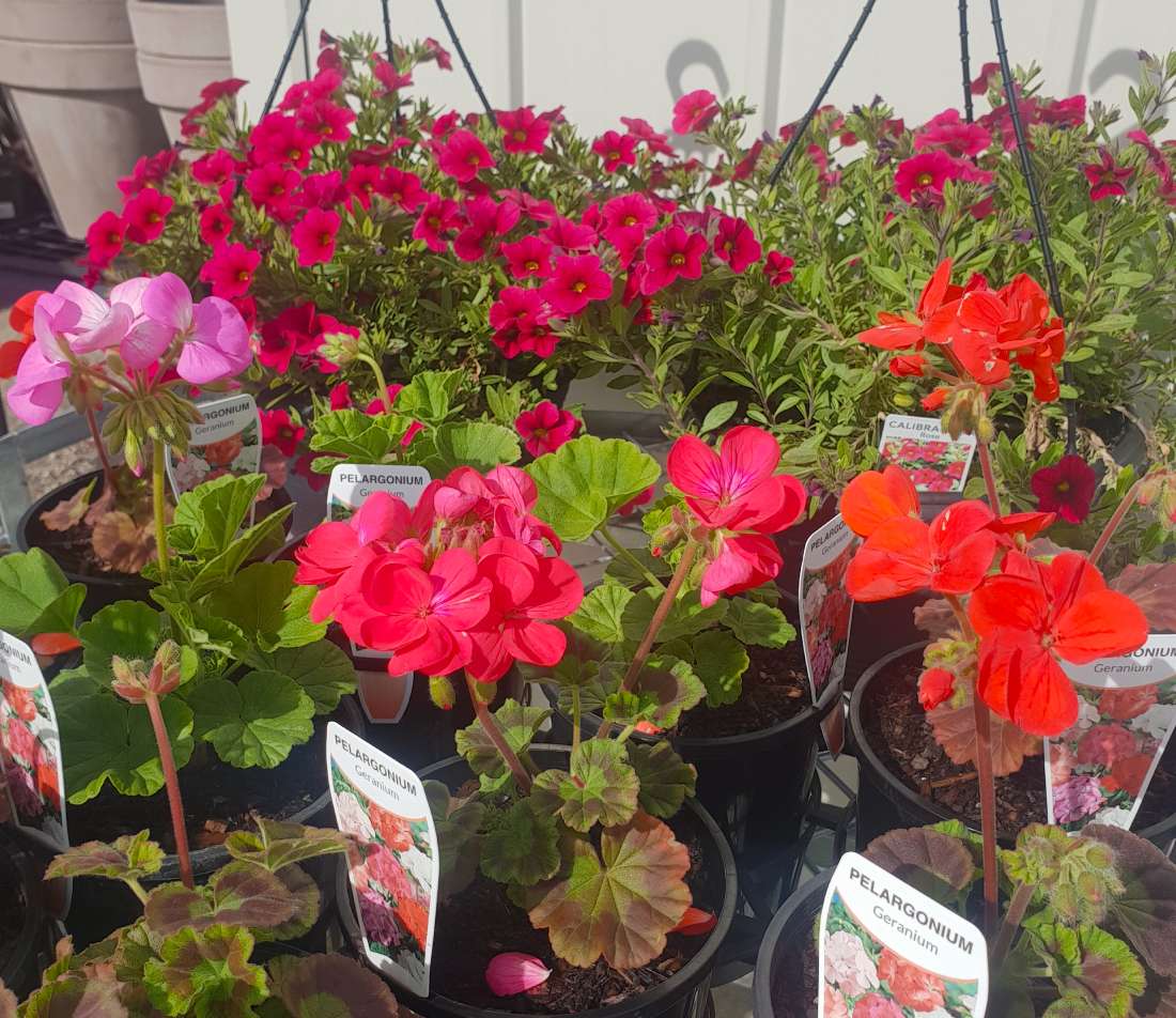 Geraniums: Growing the plant that never dies – Matt's Plants & Co ...