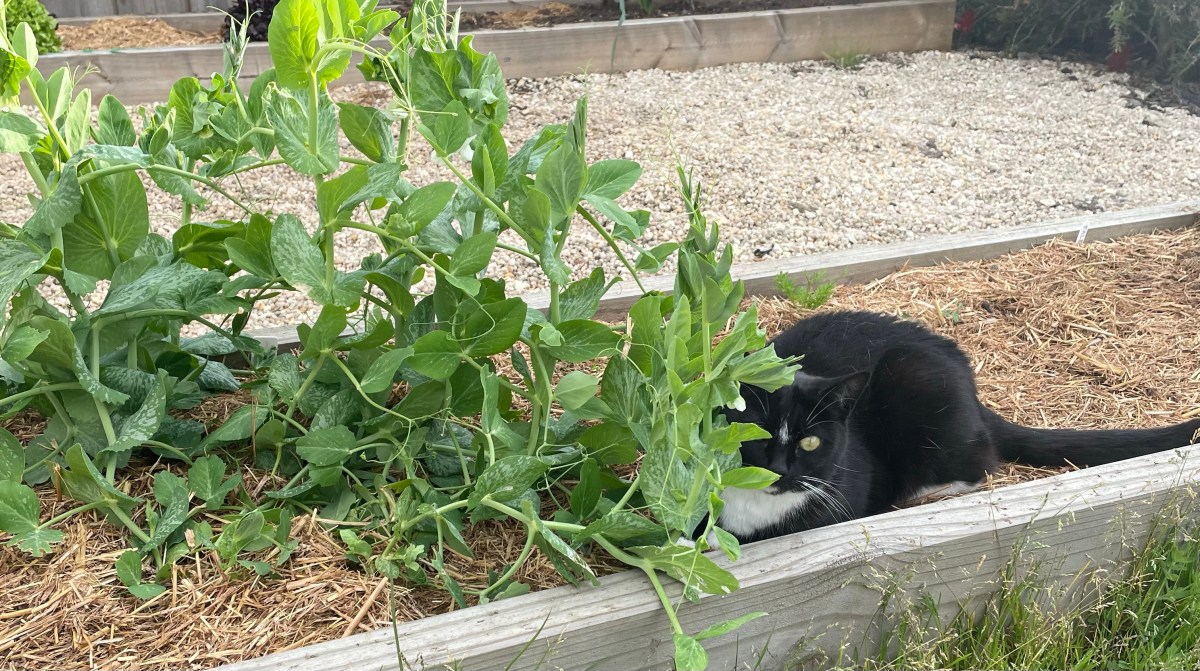 Five vegetable gardening tips for beginners – Matt's Plants & Co ...