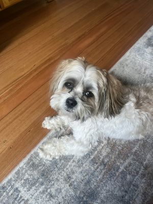 Compost not for dogs – Matt's Plants & Co – Australia